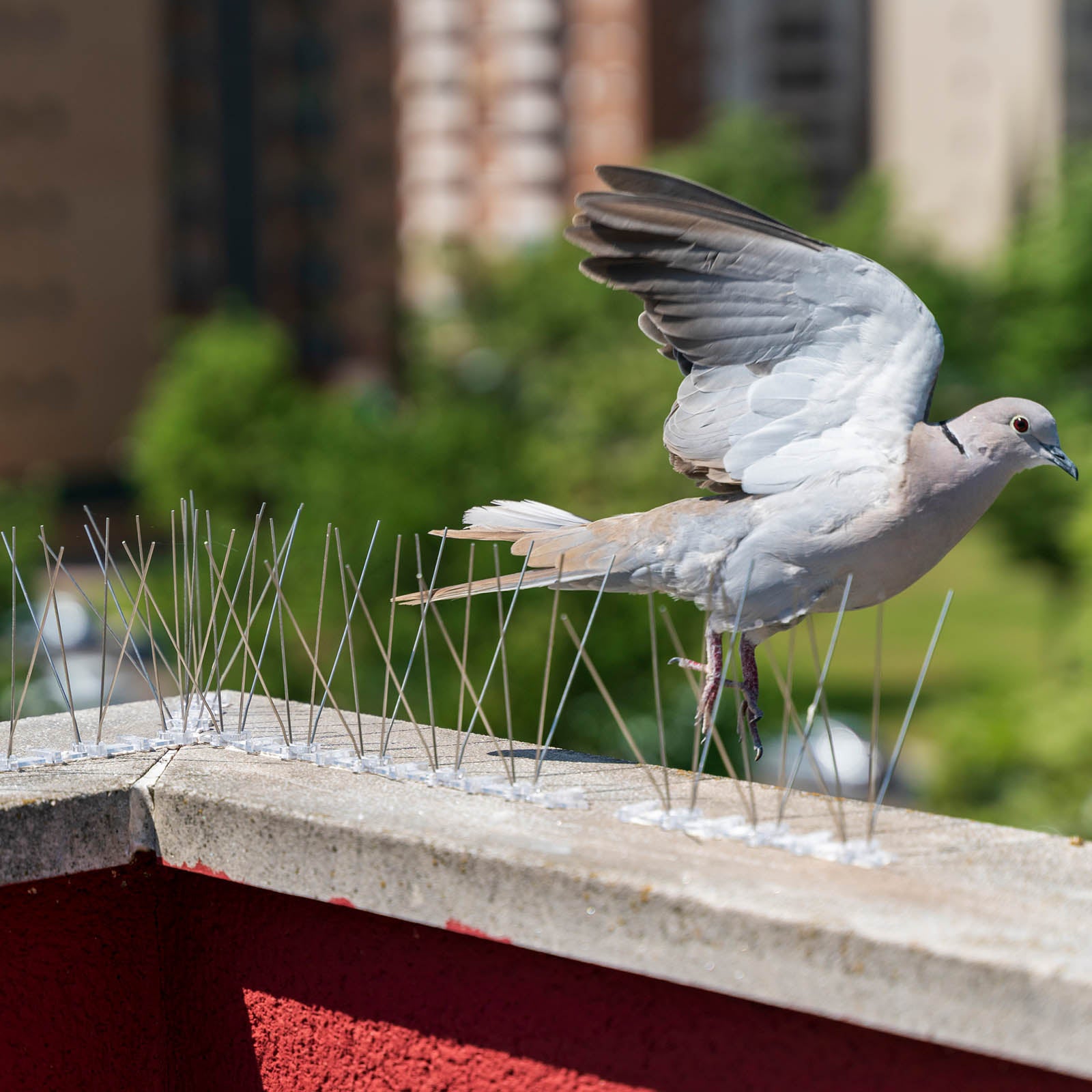 Défense contre les oiseaux | Défense contre les pigeons | Pour balcon,